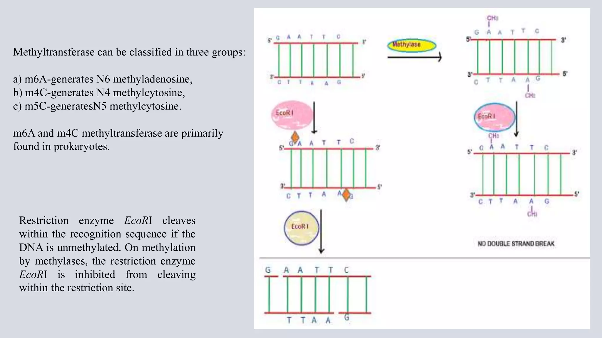 ENZYMES IN RECOMBINANT DNA TECHNOLOGY | PPTX
