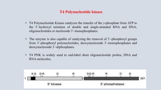ENZYMES IN RECOMBINANT DNA TECHNOLOGY | PPTX