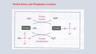 ENZYMES IN RECOMBINANT DNA TECHNOLOGY | PPTX