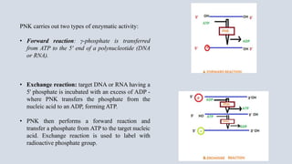 ENZYMES IN RECOMBINANT DNA TECHNOLOGY | PPTX
