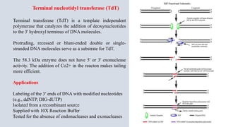 ENZYMES IN RECOMBINANT DNA TECHNOLOGY | PPTX
