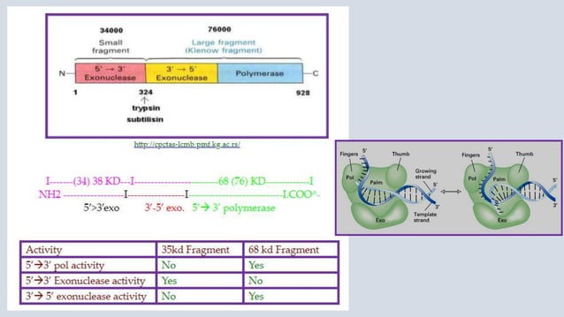 ENZYMES IN RECOMBINANT DNA TECHNOLOGY | PPTX | Chemistry | Science