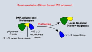 ENZYMES IN RECOMBINANT DNA TECHNOLOGY | PPTX
