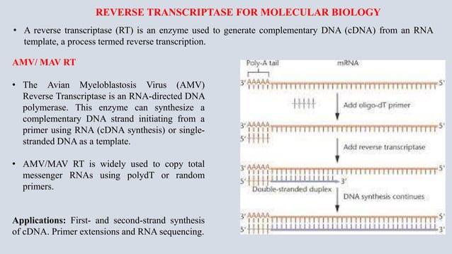 ENZYMES IN RECOMBINANT DNA TECHNOLOGY | PPTX | Chemistry | Science
