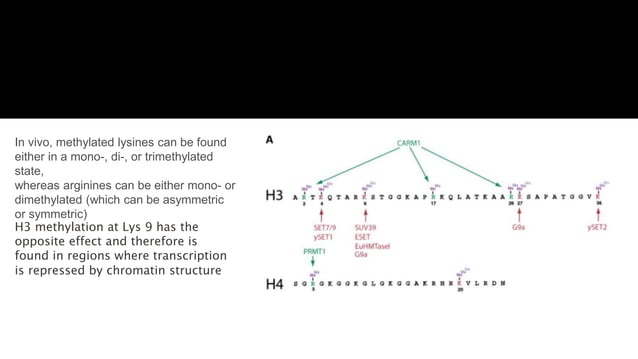 Dna modifications | PPTX