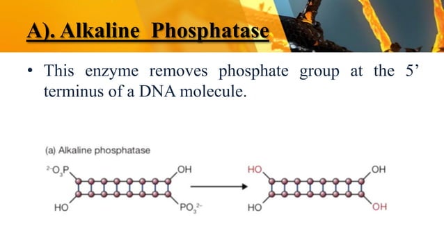 Dna modifying enzymes | PDF