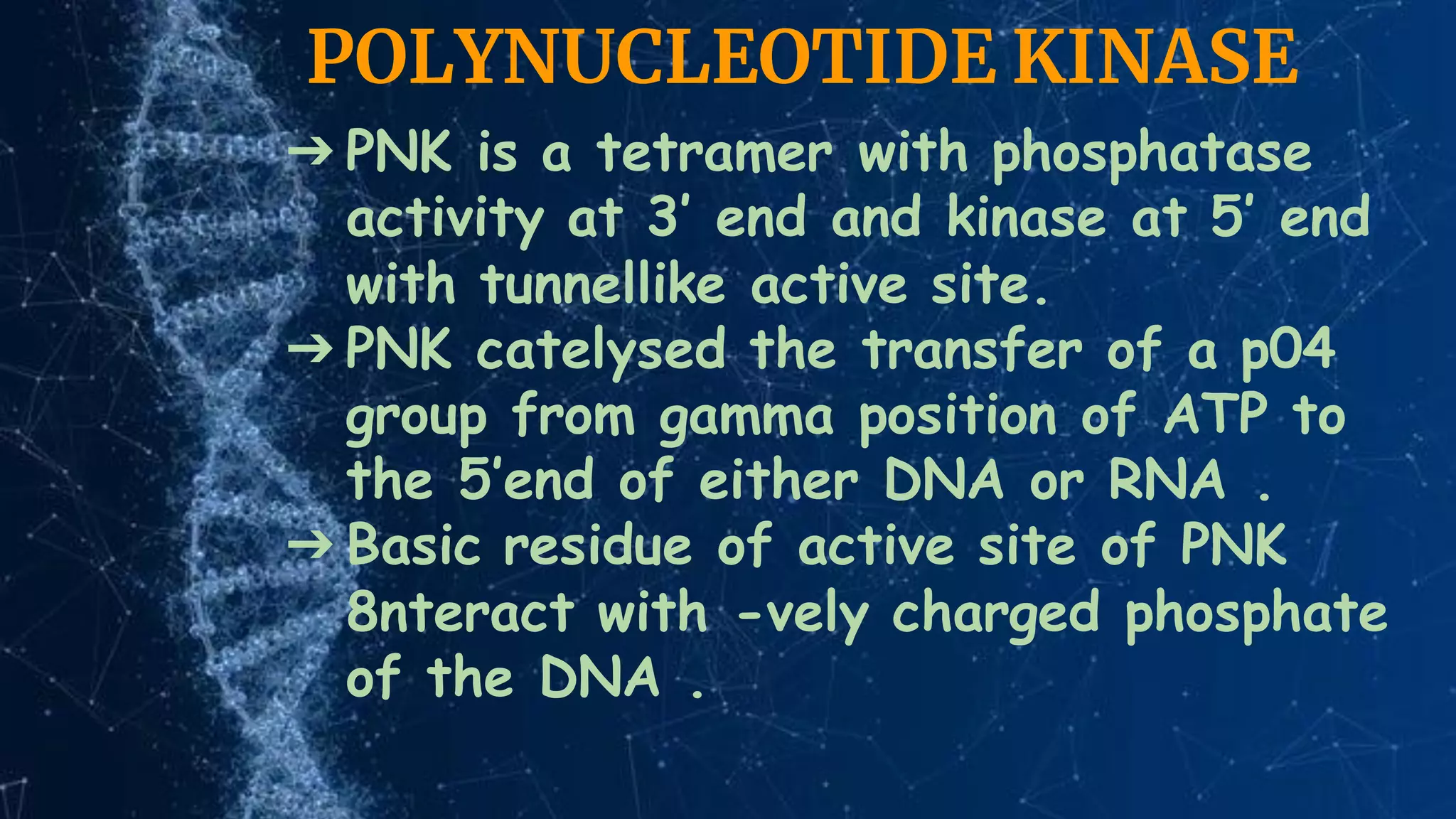 DNA modifying enzymes | PDF