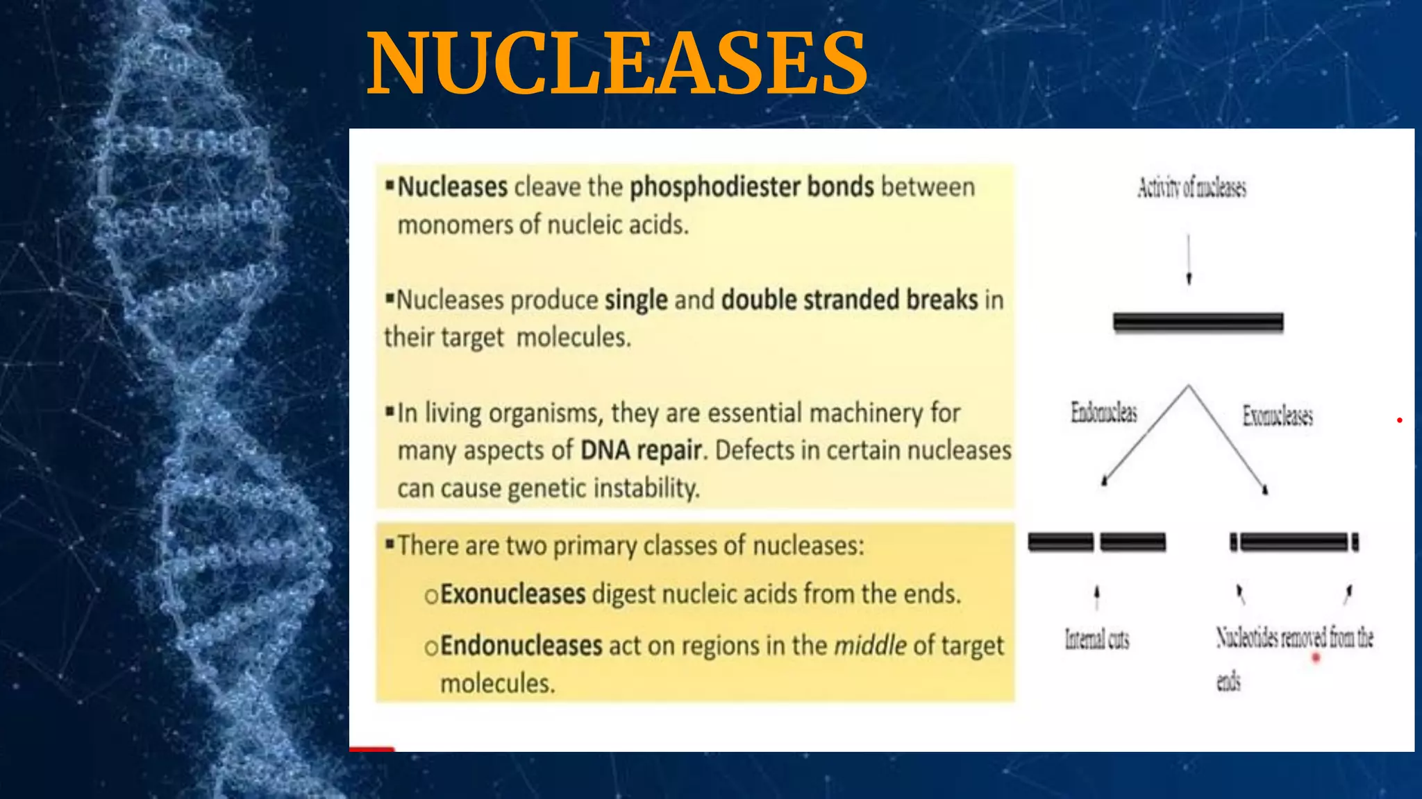 DNA modifying enzymes | PDF