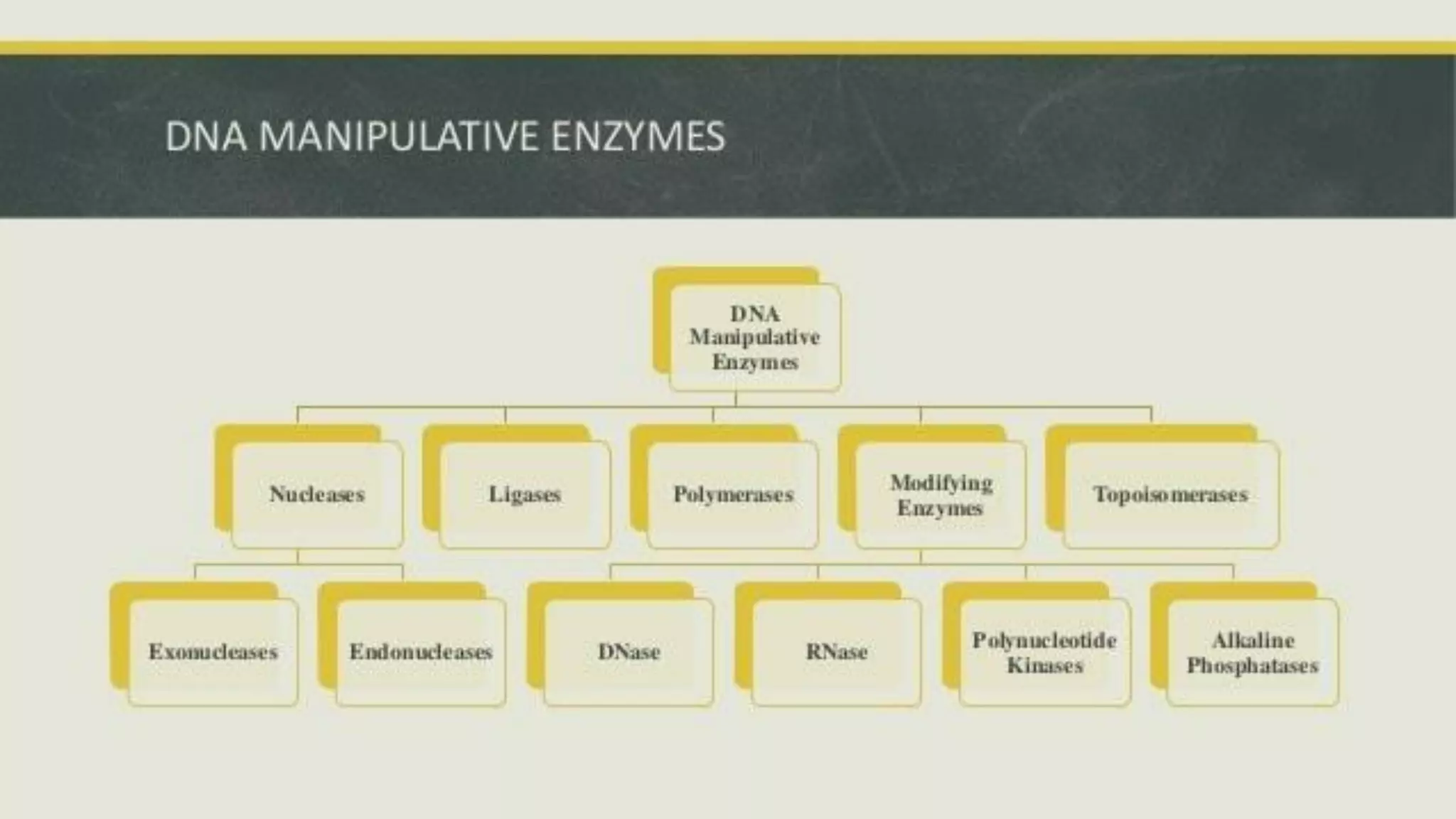 DNA modifying enzymes | PDF