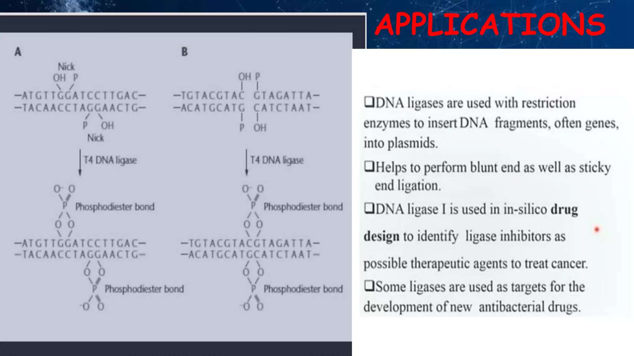 DNA modifying enzymes | PDF