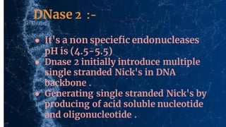 DNA modifying enzymes | PDF