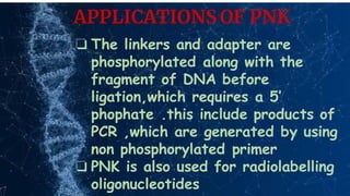 DNA modifying enzymes | PDF