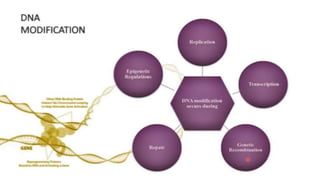 DNA modifying enzymes | PDF