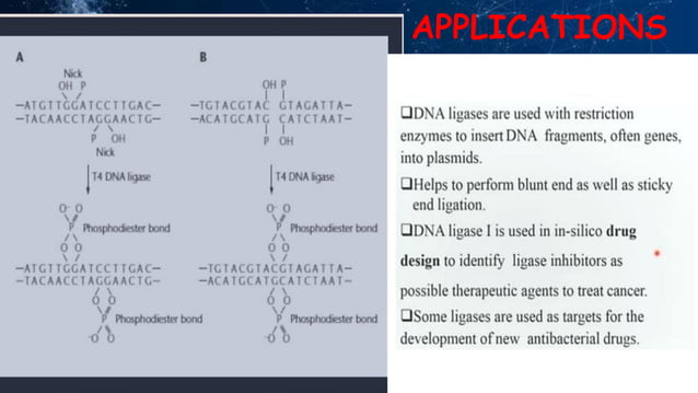 DNA modifying enzymes | PDF | Chemistry | Science