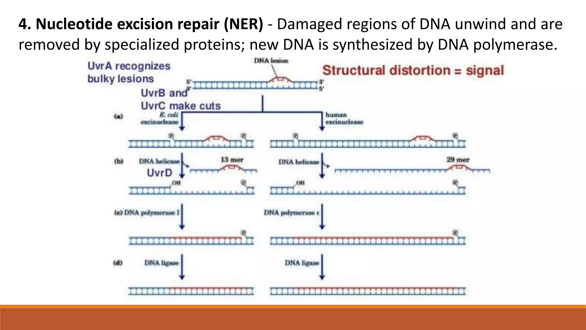 DNA Mutation and its Repair | PPTX