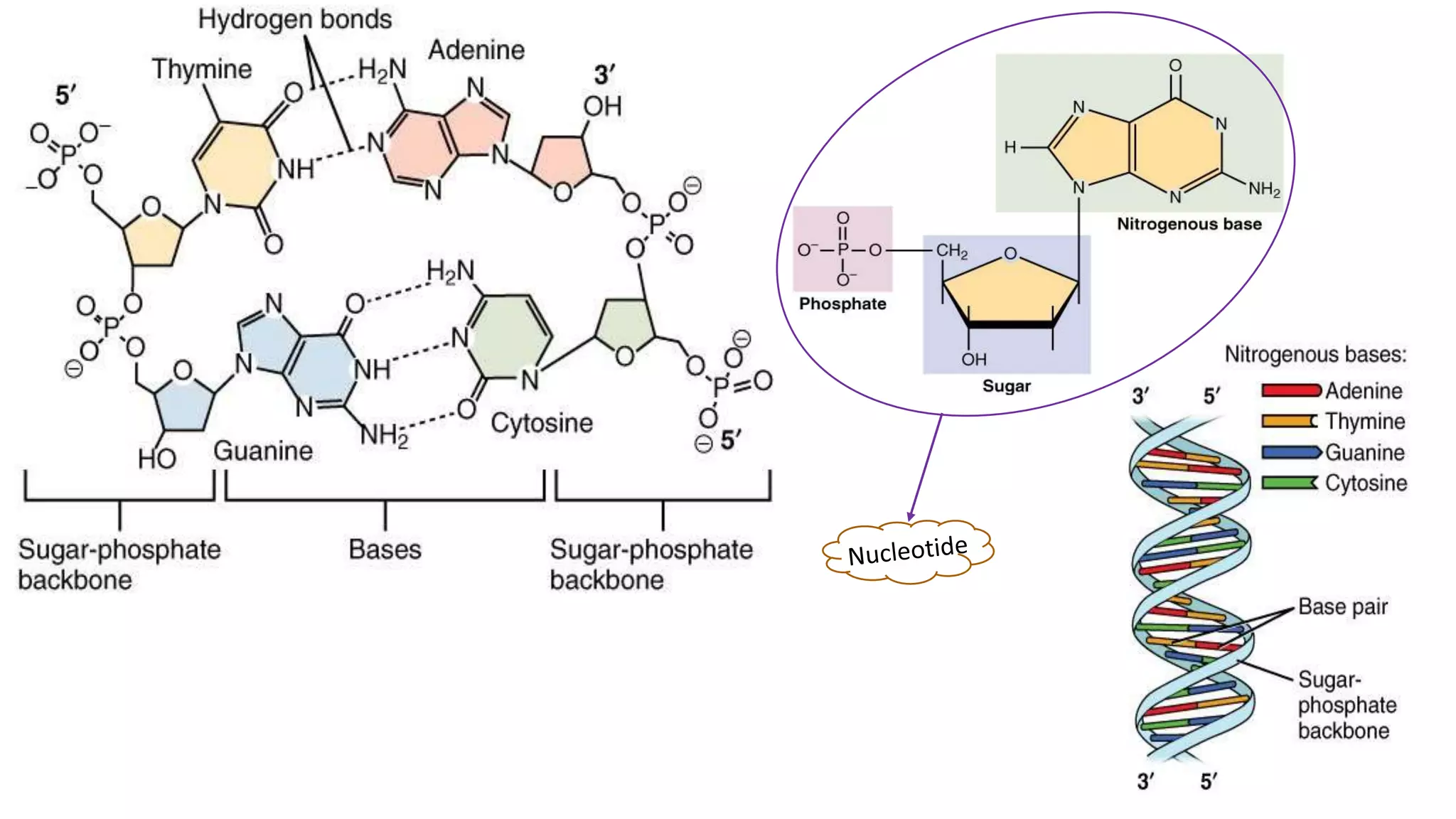 DNA Mutation and its Repair | PPTX