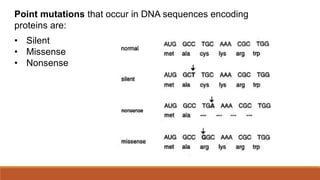 DNA Mutation and its Repair | PPTX