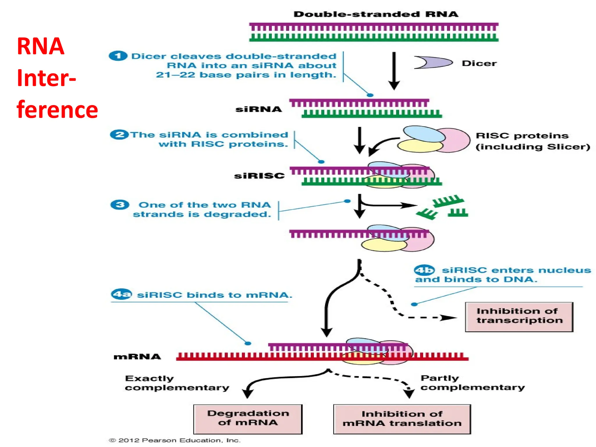 DNA MUTATION, GENE SILENCING AND AGING.pptx | Genetics | Science