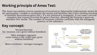 DNA Mutations and it's types and mutagens | PDF