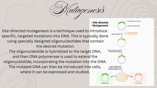 DNA Mutations and it's types and mutagens | PDF