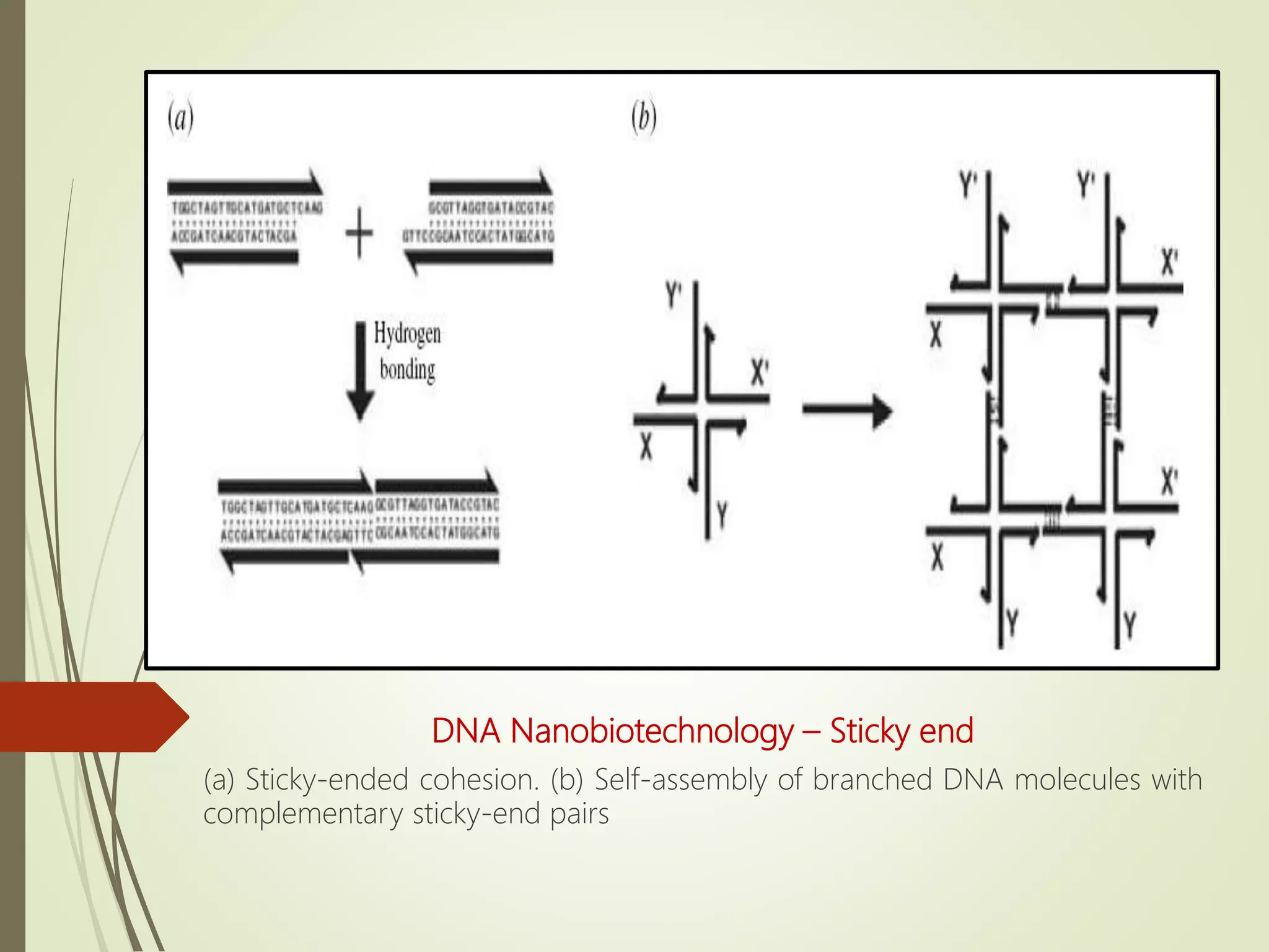 DNA Nanotechnology: Concept and its Applications | PPTX