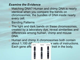 Dna of human and great ape | PPTX | Genetics | Science