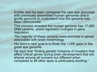 Dna of human and great ape | PPTX | Genetics | Science