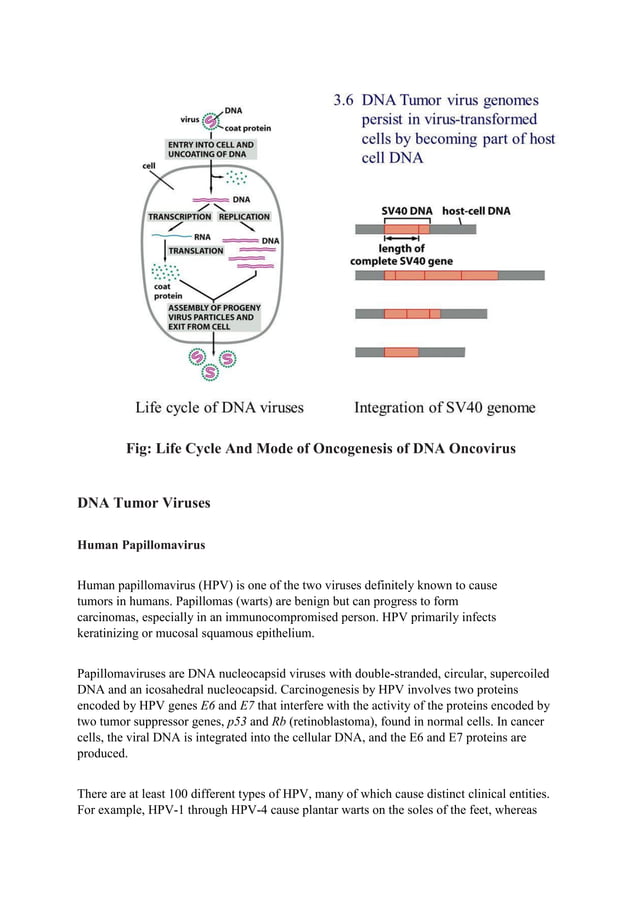 DNA Oncogenic Viruses | PDF