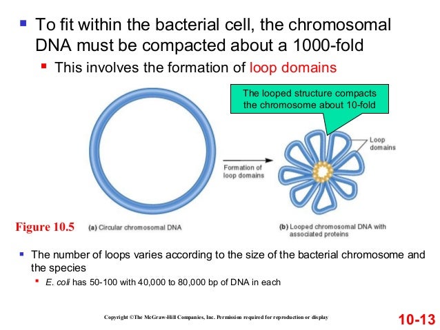 Dna organization (2)