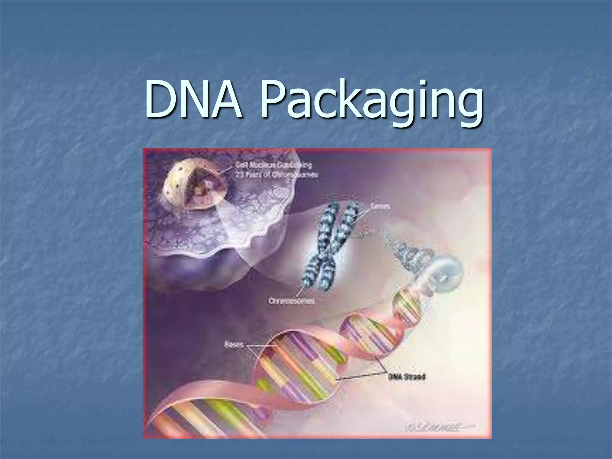 Dna packaging | PPSX