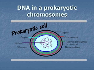 Dna packaging | PPSX