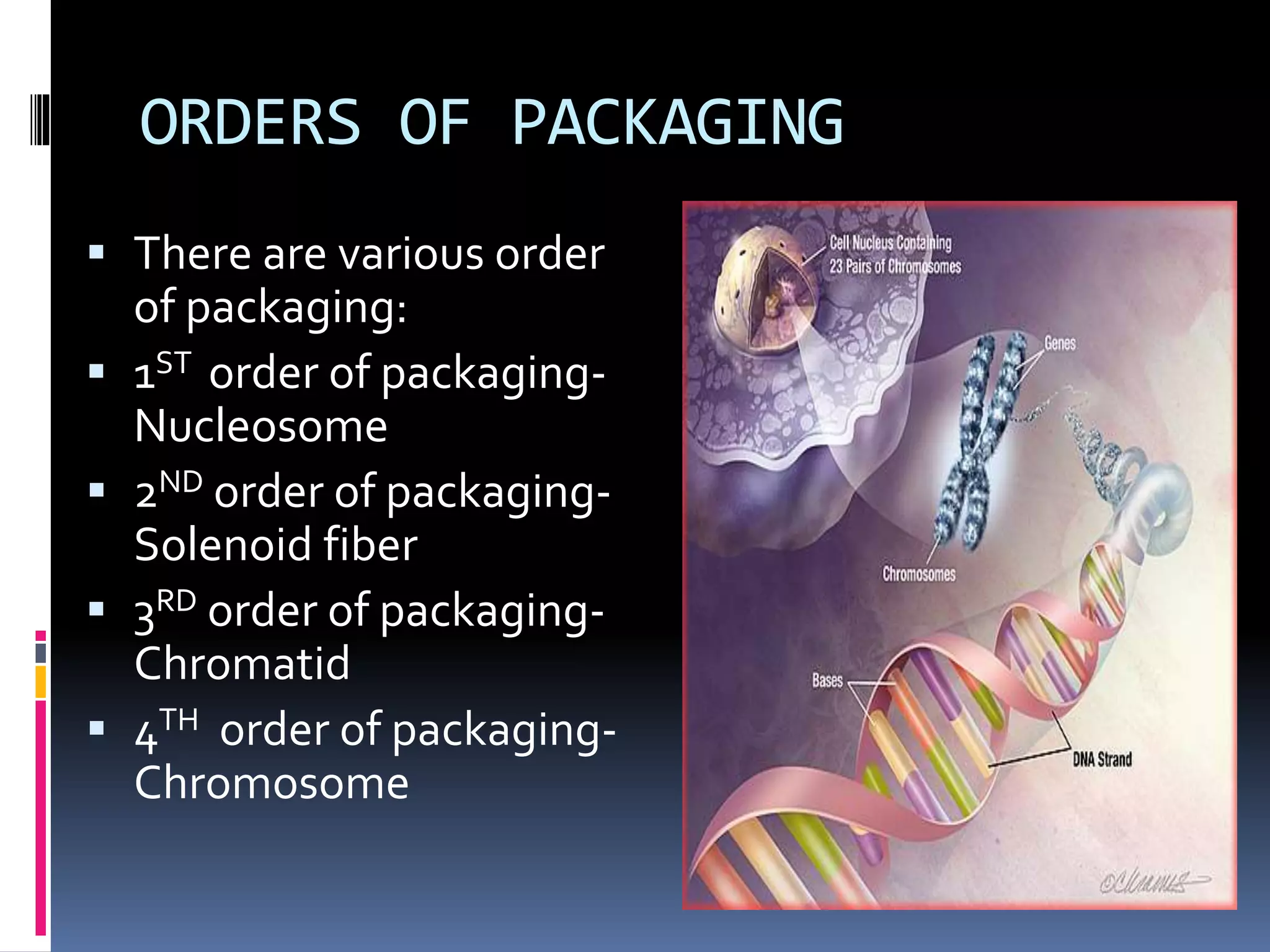 Dna packaging | PPTX