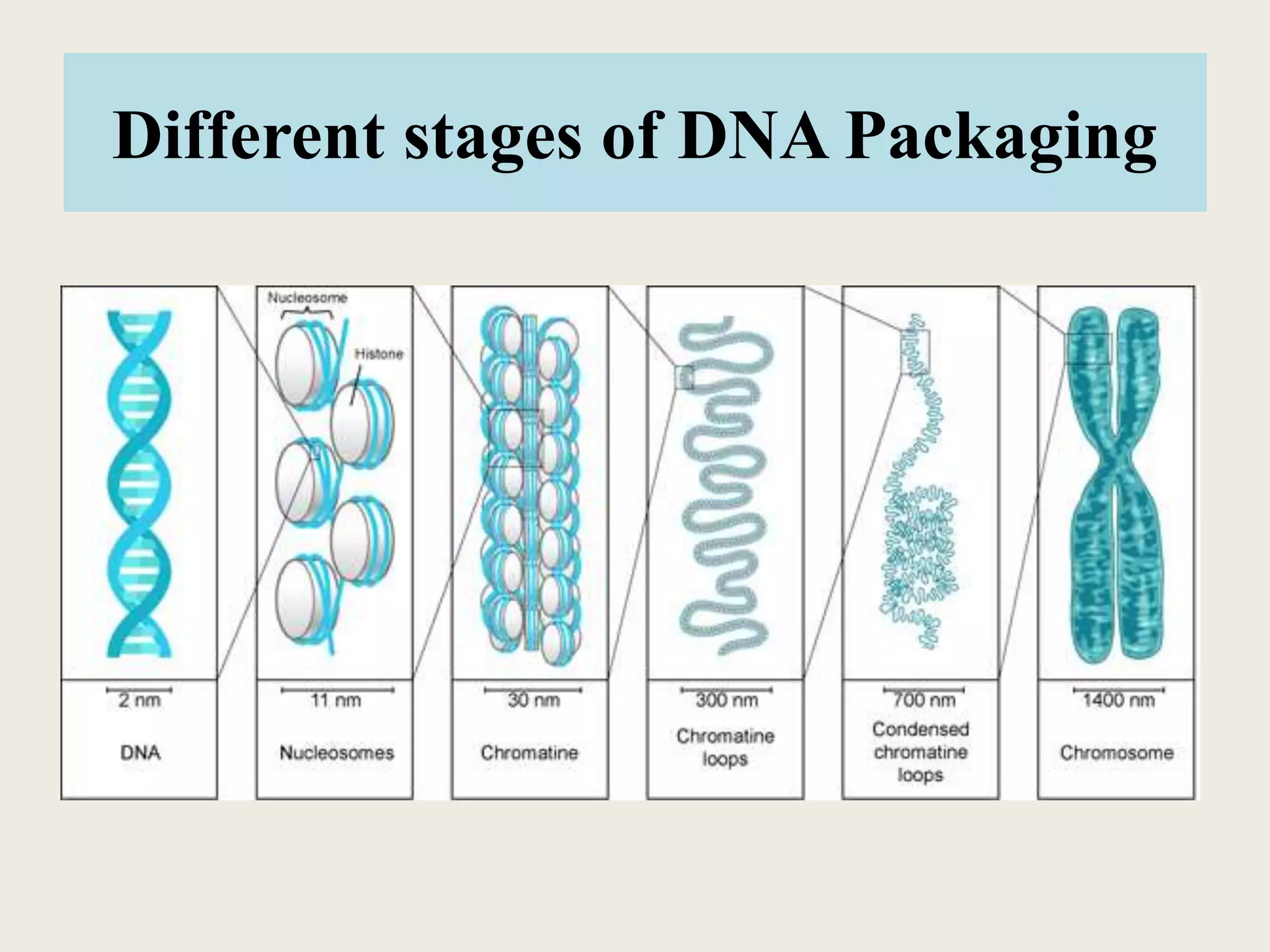 DNA Packaging.pptx