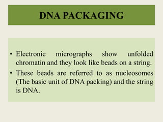 DNA Packaging.pptx