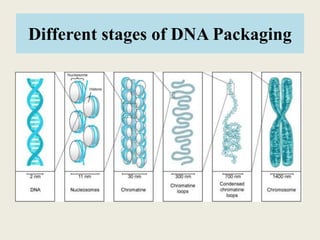 DNA Packaging.pptx