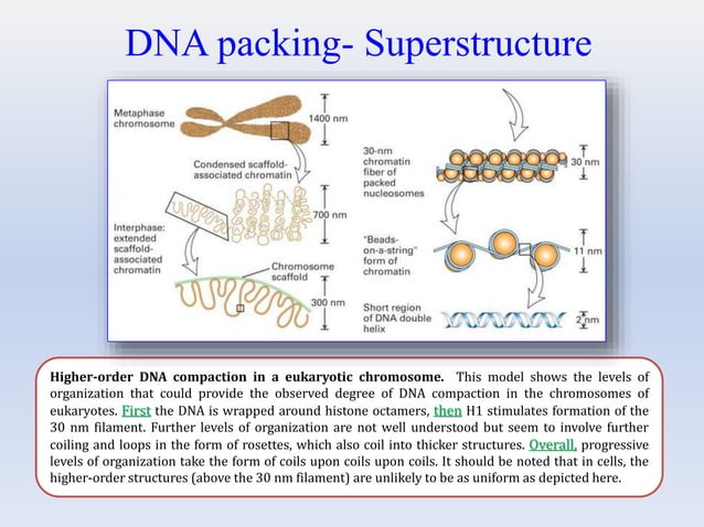 DNA_Packaging.ppt
