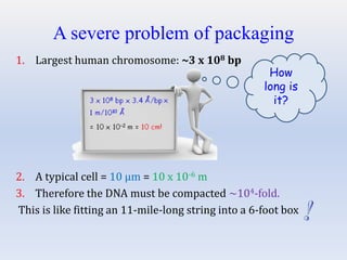 DNA_Packaging.ppt