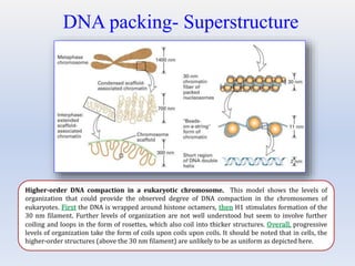 DNA_Packaging.pptwwwwwwwwwwwwwwwwwwwwwwwwww | PPT