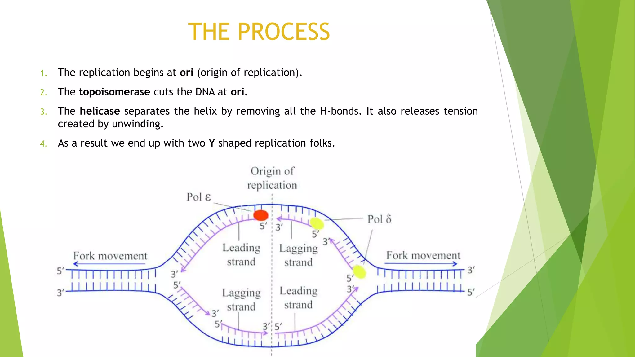 Dna packaging and replication | PPTX