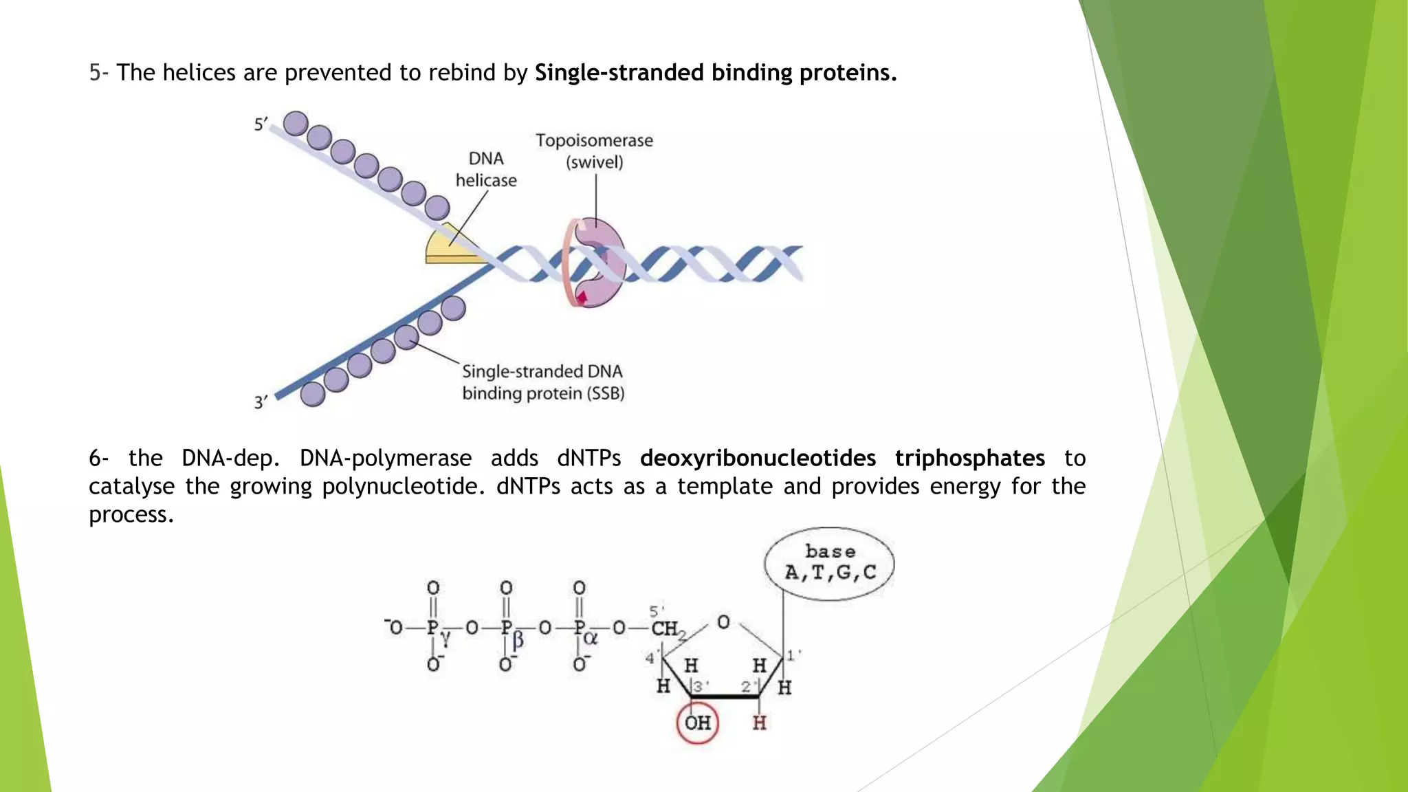 Dna packaging and replication | PPTX