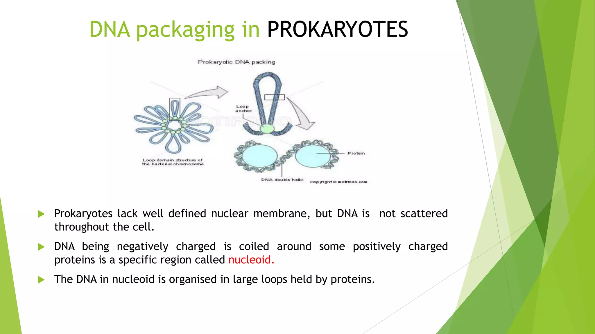 Dna packaging and replication | PPTX