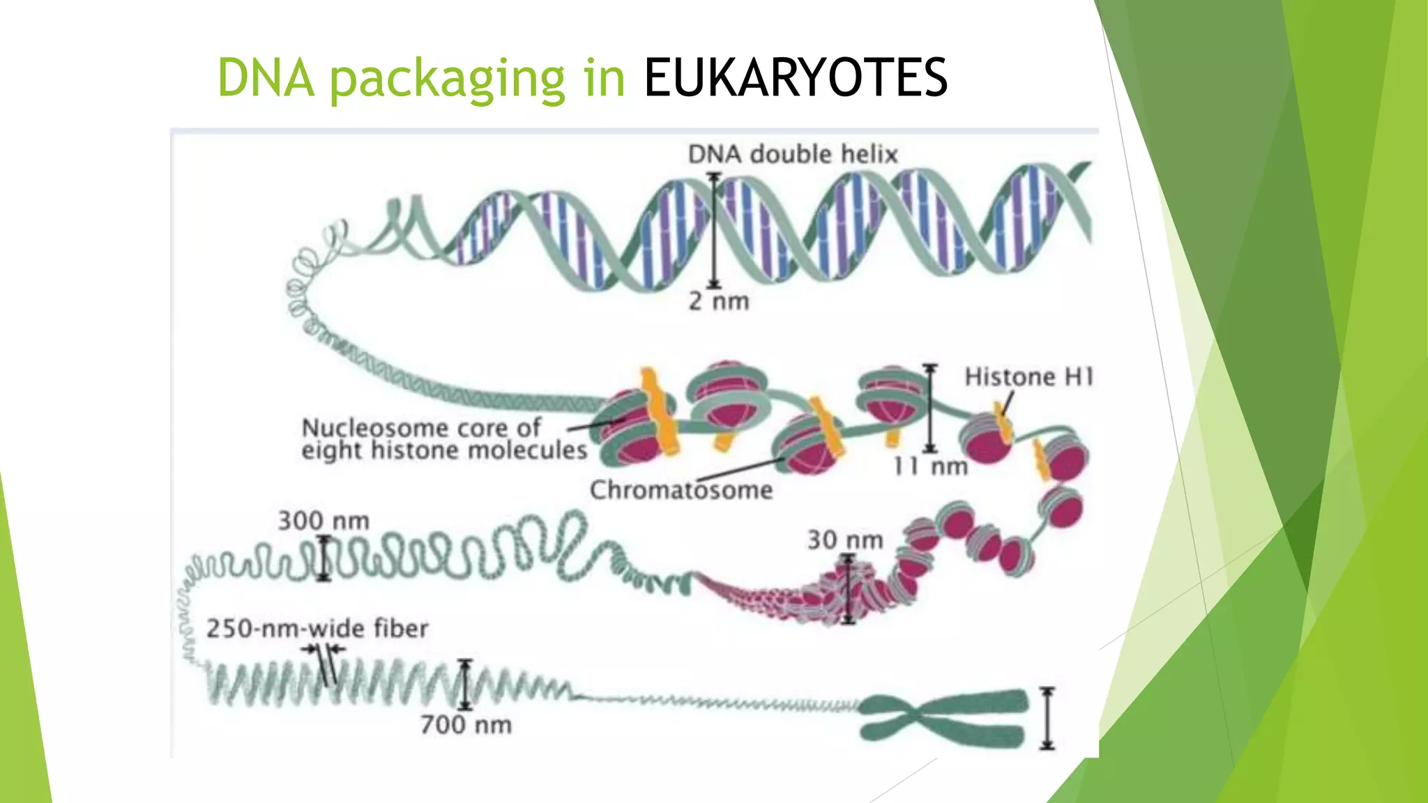 Dna packaging and replication | PPTX