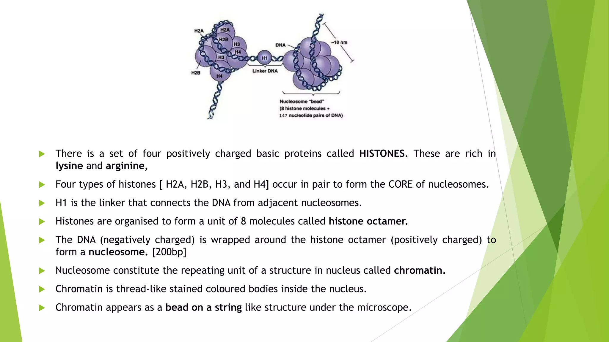 Dna packaging and replication | PPTX