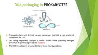 Dna packaging and replication | PPTX