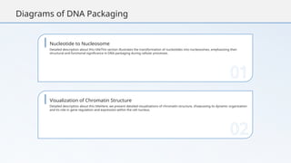 DNA Packaging_ Structure and Function in Cells.pptx