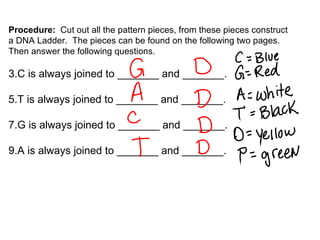 Dna Paper Model | PPT