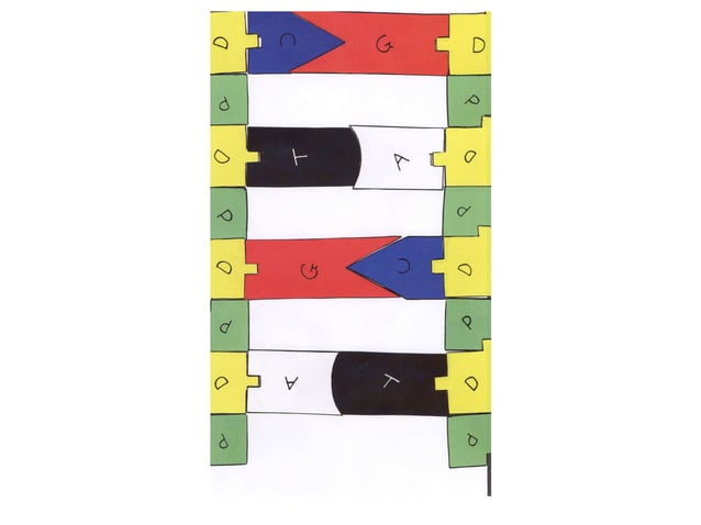 Dna Paper Model | PPT