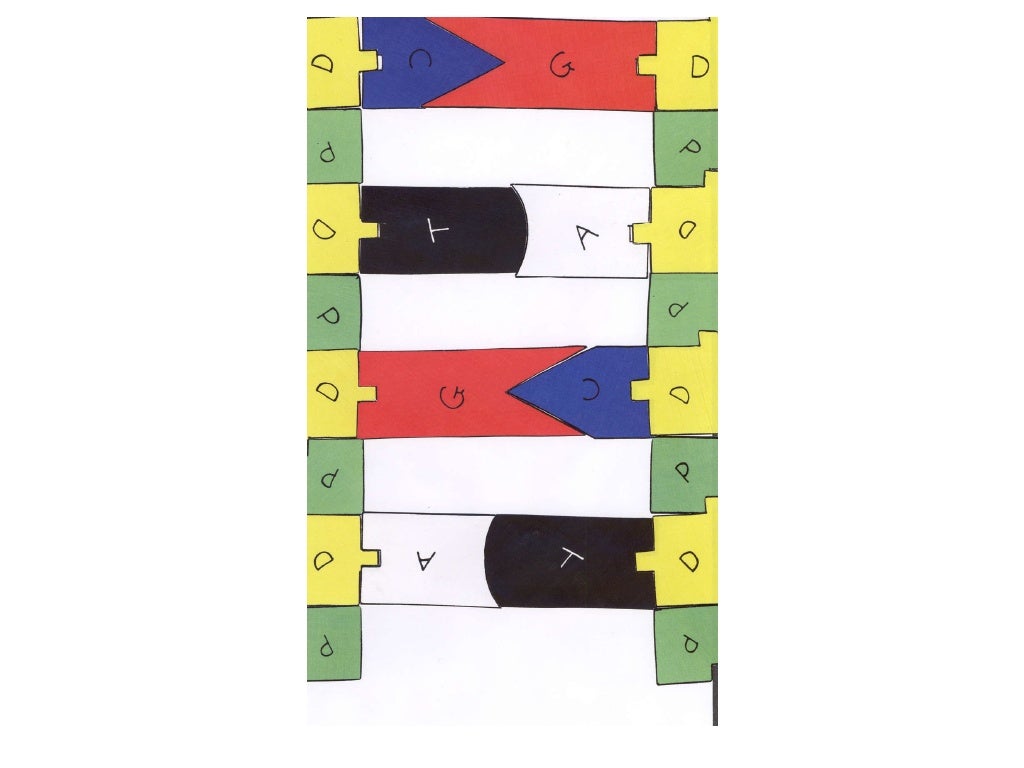 Paper Model Of Dna
