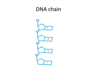 DNA part 4 | PPT