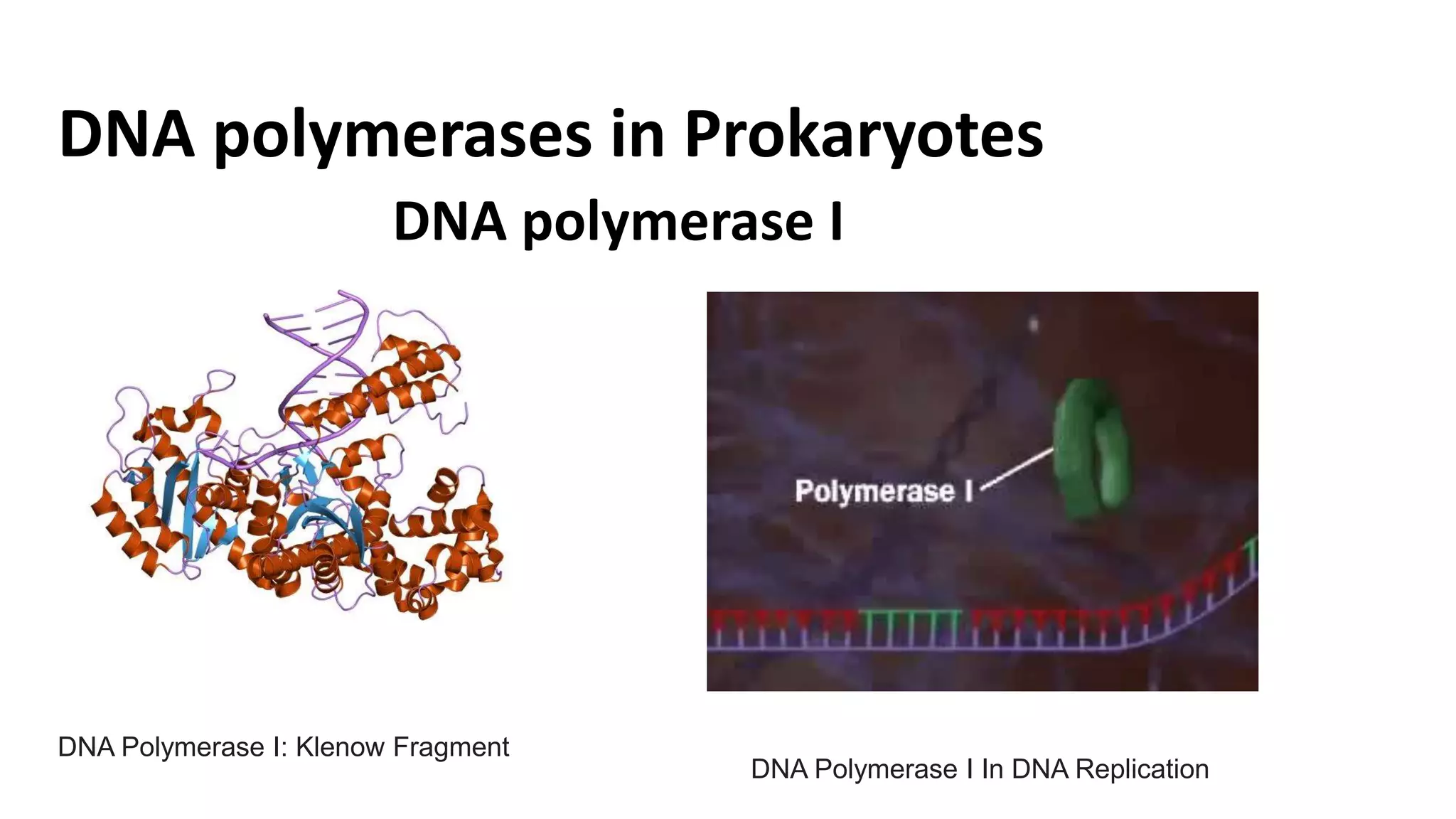 Dna polymerase | PPTX